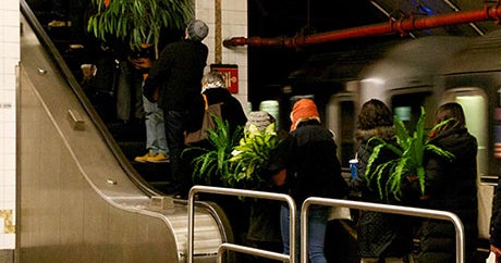 The Sill Potted Plants — Pimp My Pot Campaign