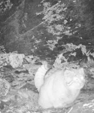 New Cat Species Discovered Nepal - Pallas's Leopard