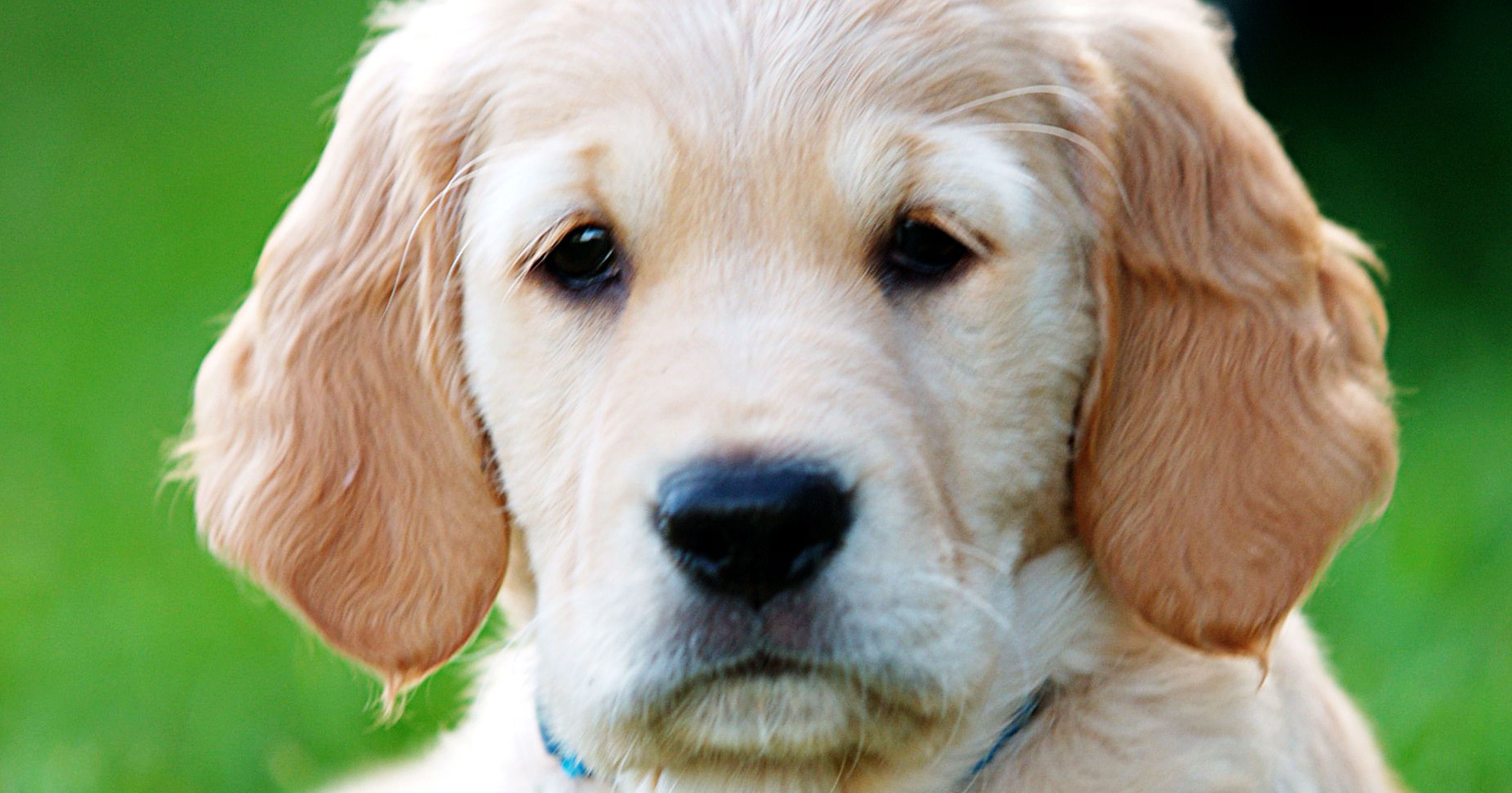 Instagram Golden Retriever Pippa Gives Beauty Advice