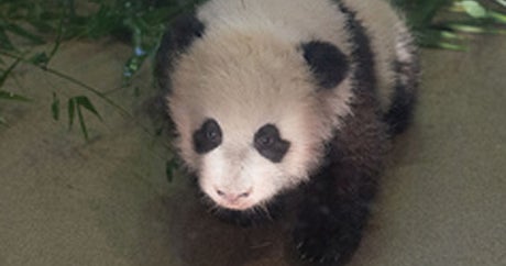 Baby Panda Bao Bao - Smithsonian National Zoo