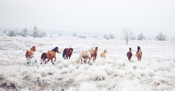Kevin Russ - Nature Photography