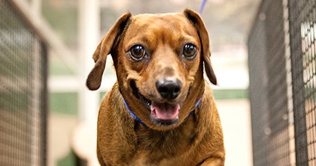 Dog Fat Camps NYC - Overweight Dog Health Risks