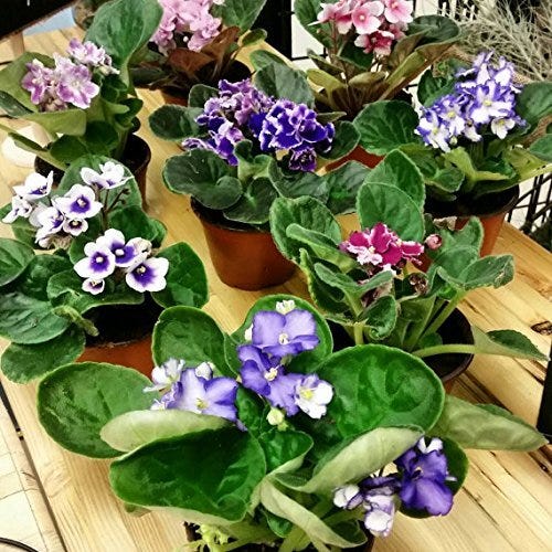 JM Bamboo + Two African Violet Plants – Assorted Colors IN BLOOM – 4″ Pots