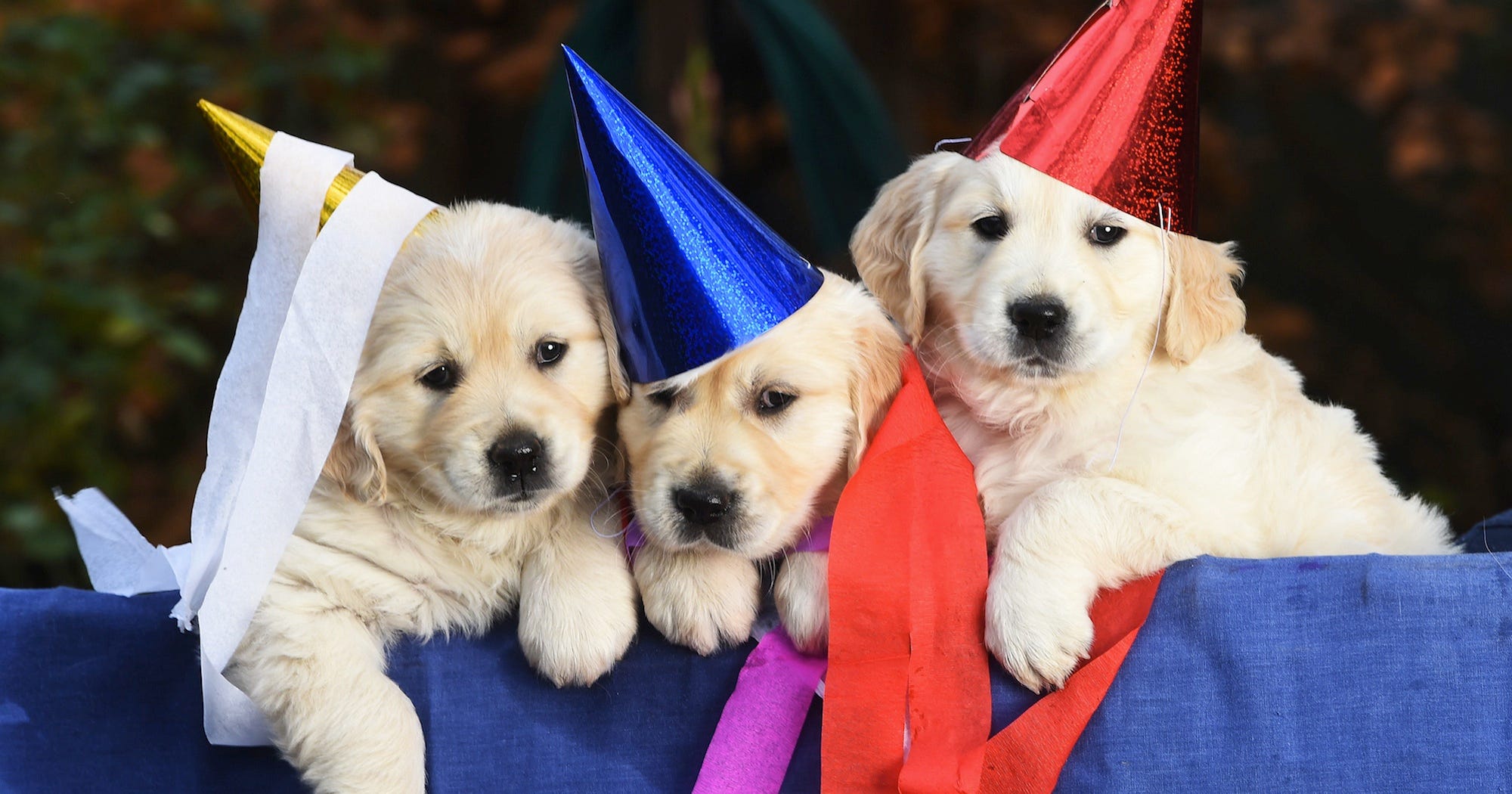 Puppy Party Atlanta Animal Shelter Sleepover Program