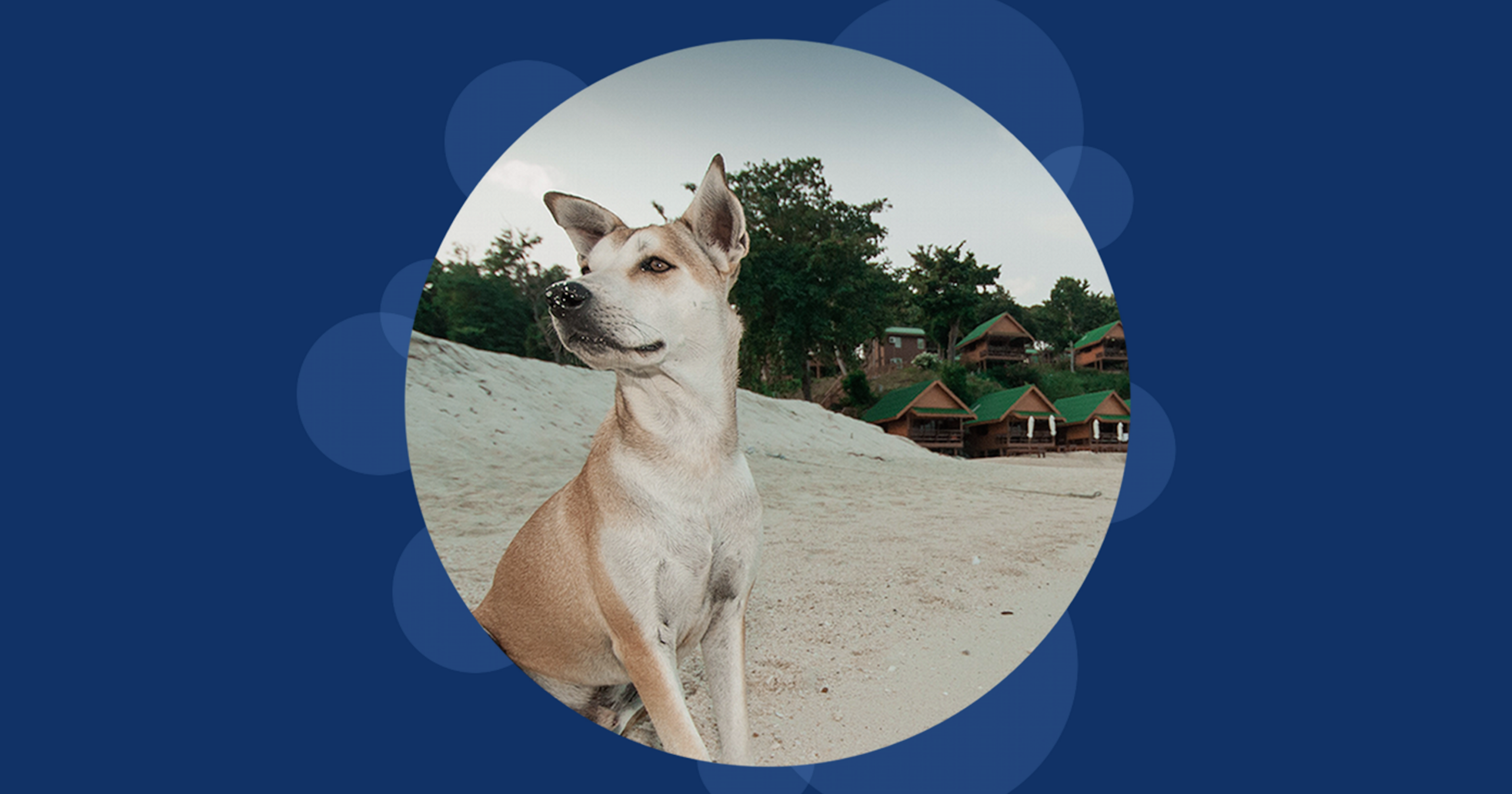 Save A Stray Animal Rescue App