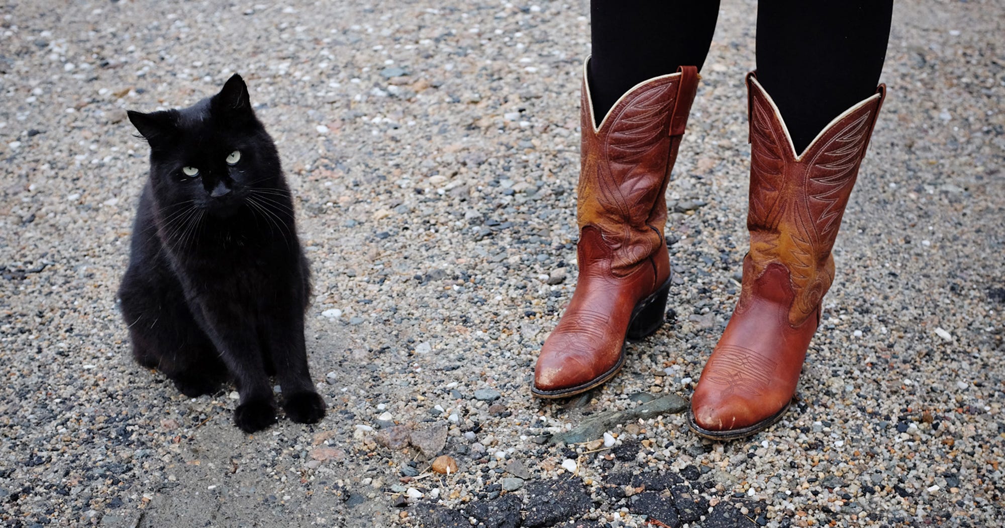 Why Are Black Cats Considered A Bad Luck Symbol 