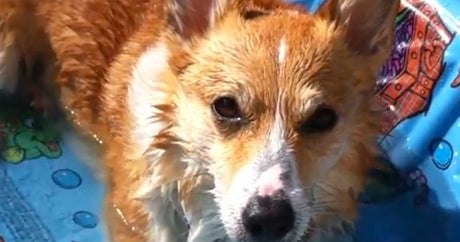 Corgi First Pool YouTube Video — Cute Animals