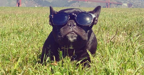 Best Instagram Dogs - Most Popular Puppies