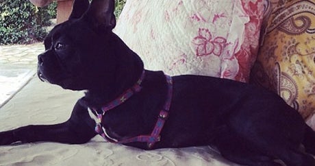 John Legend Chrissy Teigen Adopt Dog - Celebrity Pets