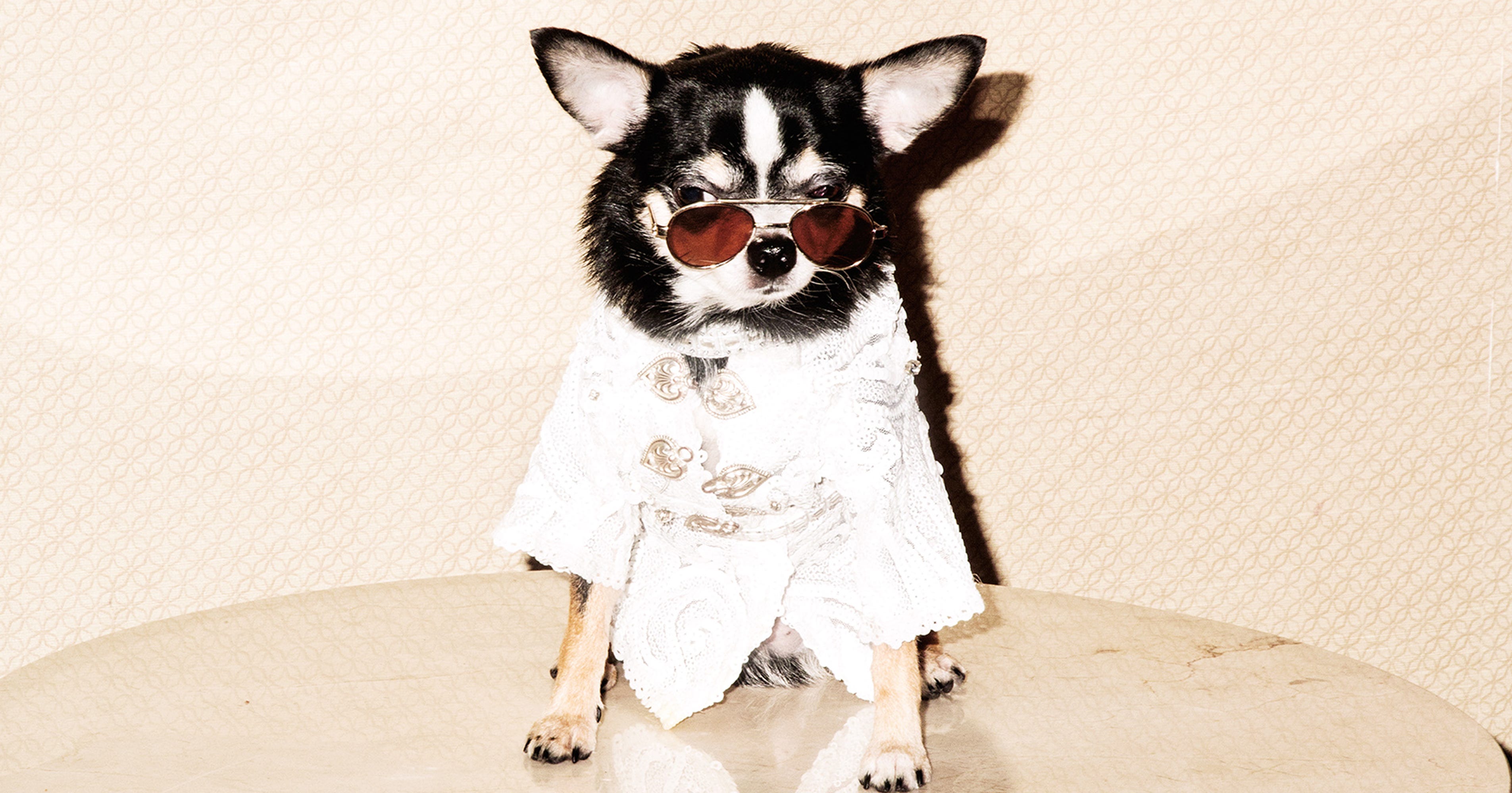 Instagram Dog Influencer Salary Chloe The Mini French