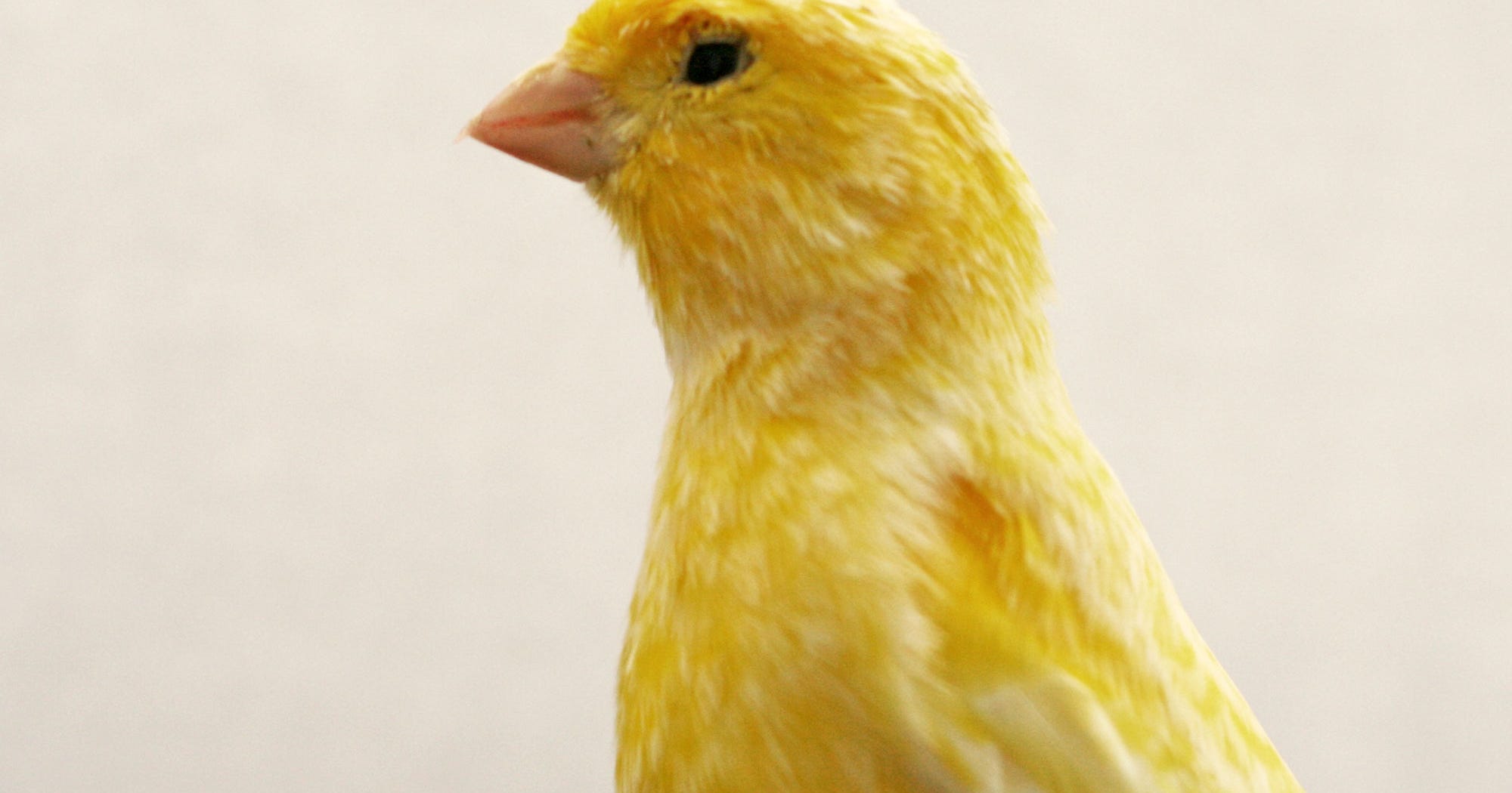 Tweety Canary Internet Model Meme