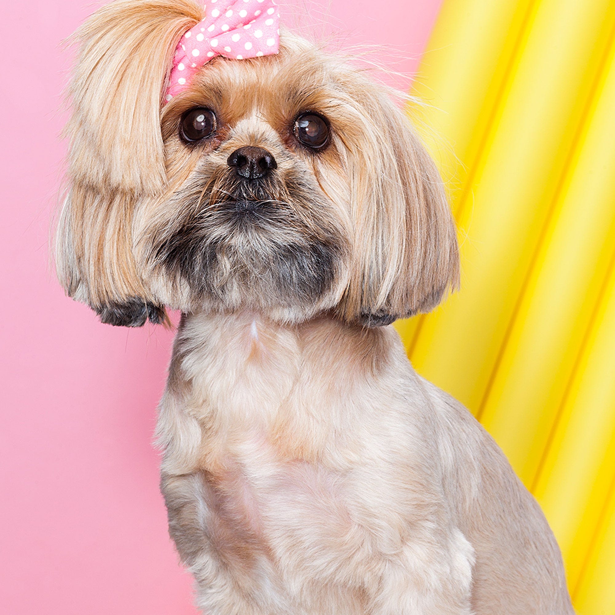 Dog Hairstyle Ideas - 2025 HairStyles Ideas