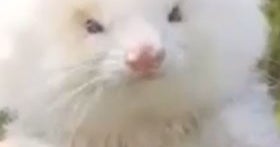 Ferrets Sold As Poodles In Argentina Scam 2013