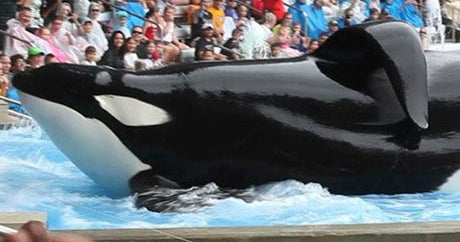 Blackfish Documentary - Sea World Death - Killer Whales