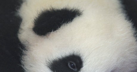 Psychic Giant Panda Cup World Cup Prediction