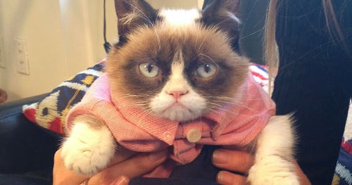 Grumpy Cat Photos and Videos - Frowning Cats