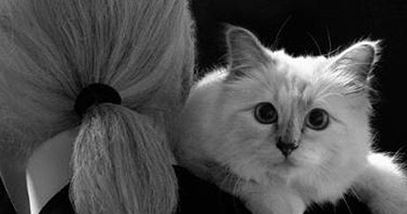 Choupette Speaks Interview - Karl Lagerfeld Cat
