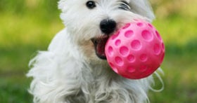 Owning A Dog In L.A. — Best Spots For Dogs In LA