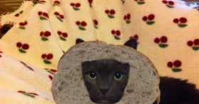 Breadit App For Breading Cats