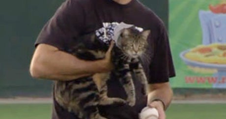 Cat Saves Boy From Dog Video - Bakersfield Blaze