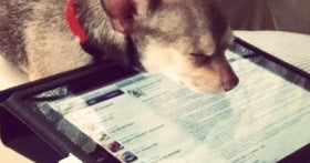 Puppies Playing With IPads