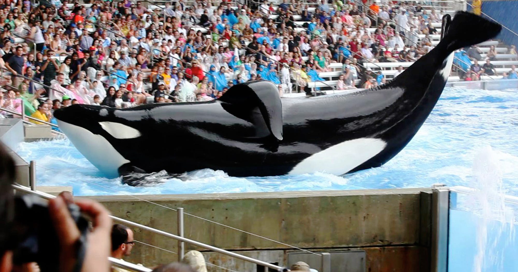 SeaWorld Legal Case Subpoena After Blackfish Claims