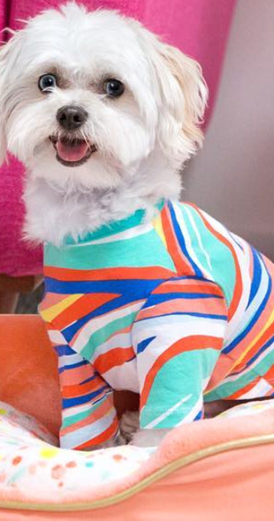 Target Oh Joy Dog Accessory Collection