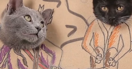 The Hunger Games Video Tribute Featuring Cats