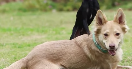 Discovery Buys DogTV, A Channel Just For Your Pup