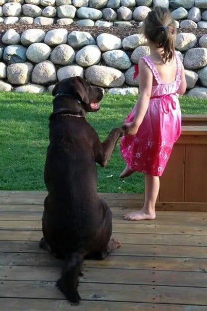 The Dodo - 19 Dogs Who Are Part Of The Family