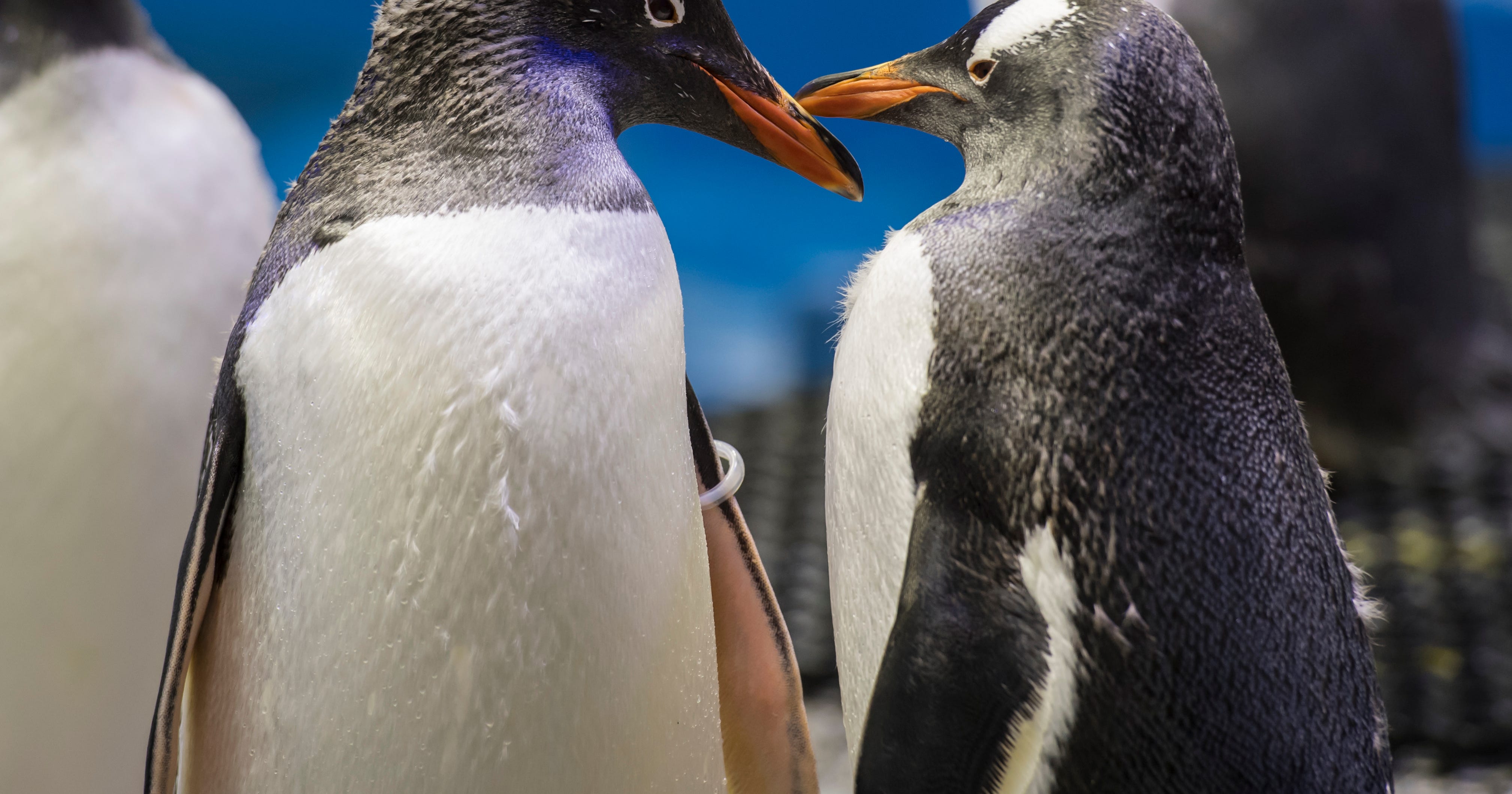 Penguins Visit One World Trade Observatory Video