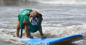 Adorable Pictures Of The Best Dog Surfers In California