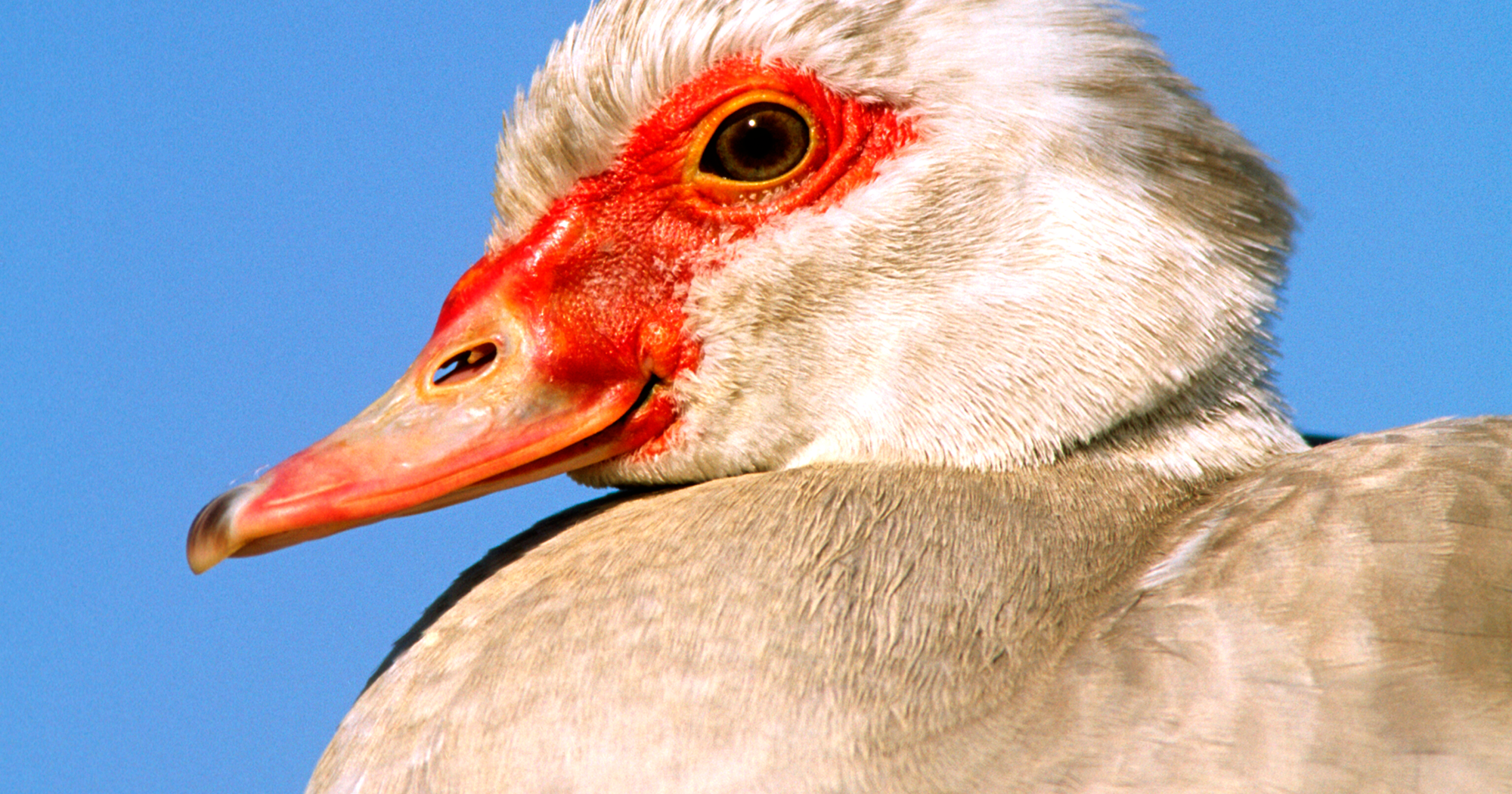 Shady Bird Meme Red Black Muscovy Duck