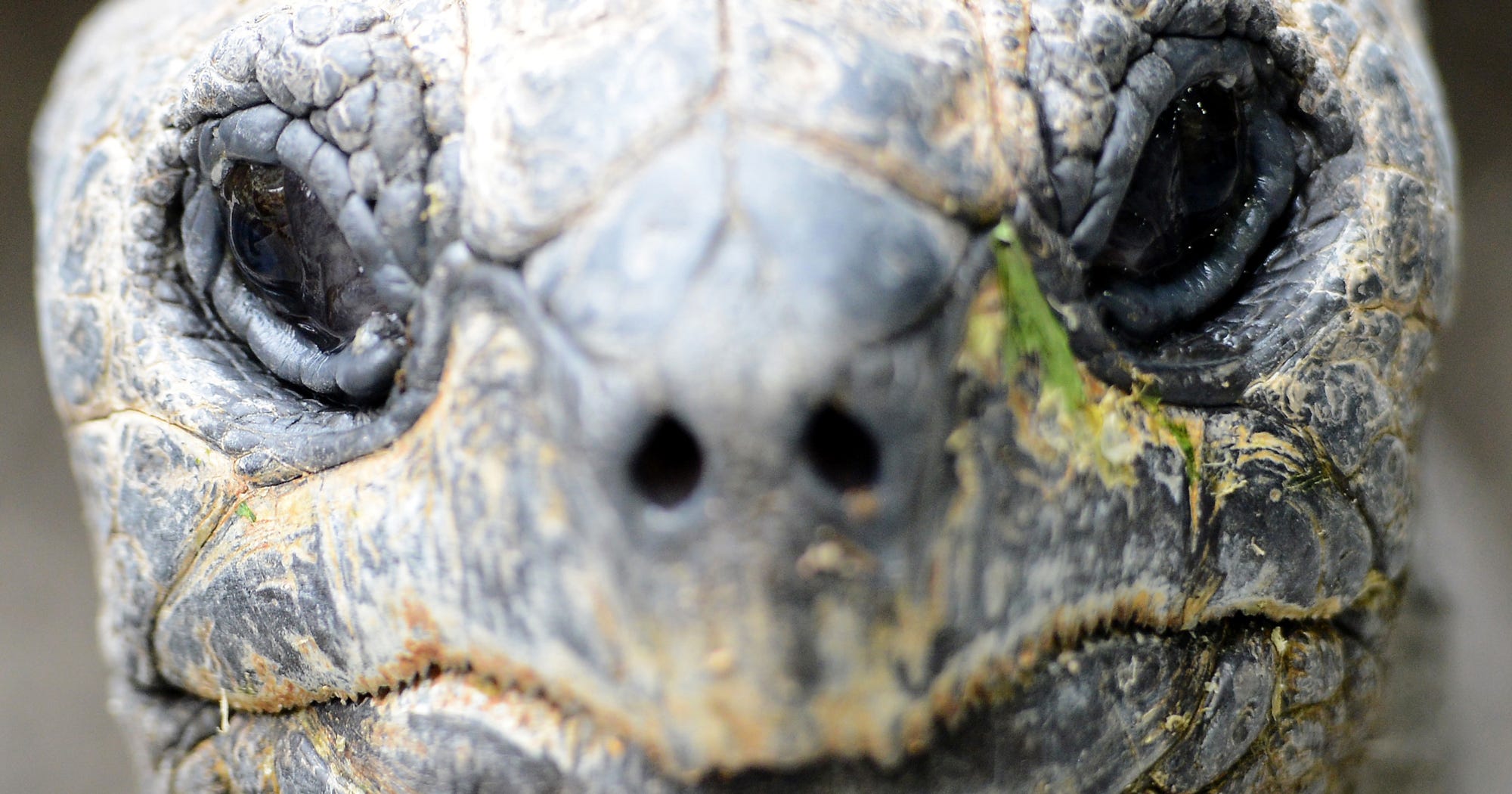 Henry Tortoise Walker