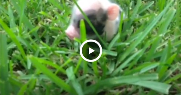 Funny Cute Pig Videos - Silly Internet Animals