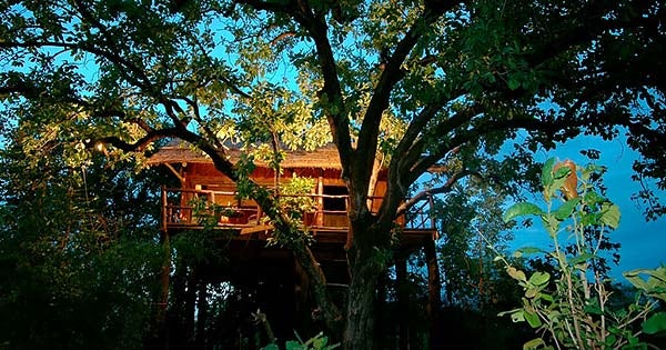 Treehouse Hotels - Unique Travel Destinations