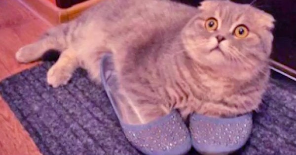 21 Funny Viral Photos