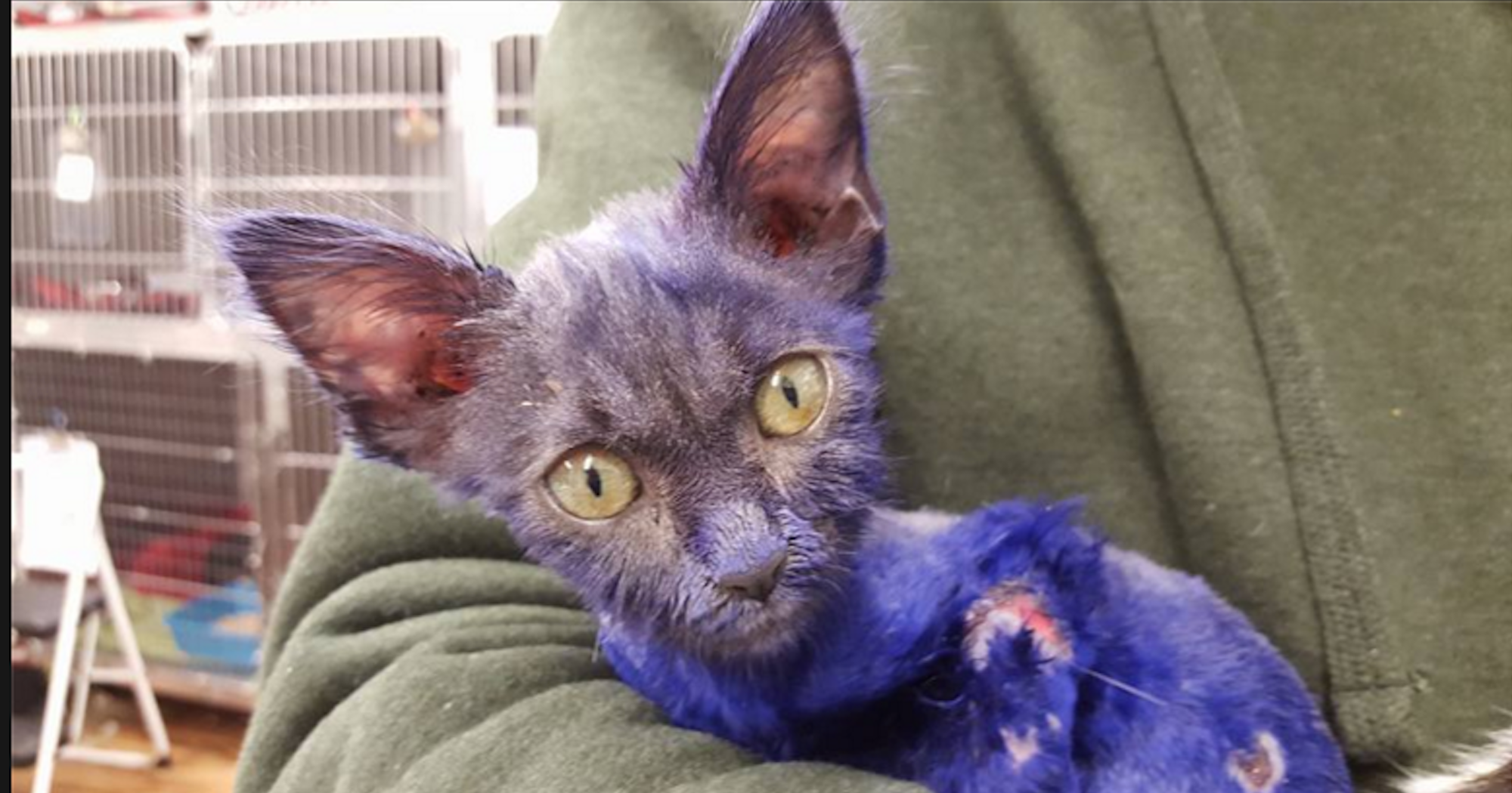 Purple Kitten California Animal Shelter Adoption
