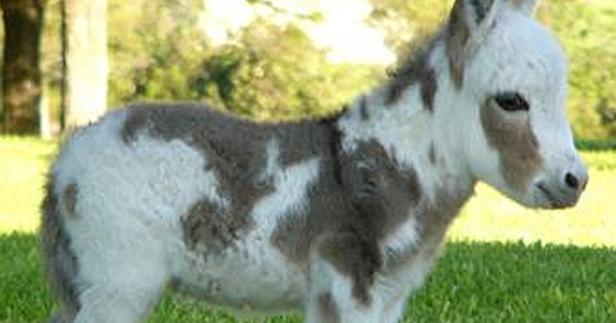 Miniature Donkey Adoption Rescue