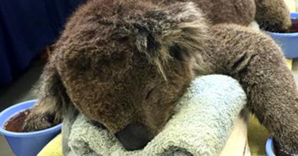 Koala Mittens Australia Wildfires - IFAW