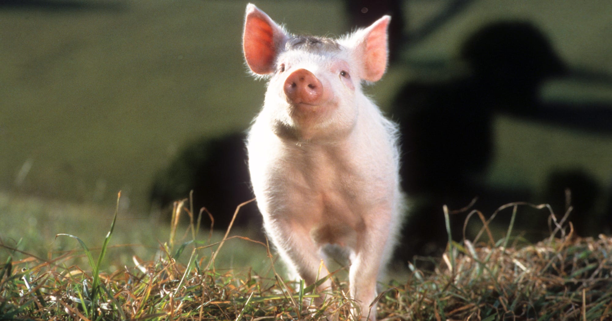 The Best Talking Animals In Movies