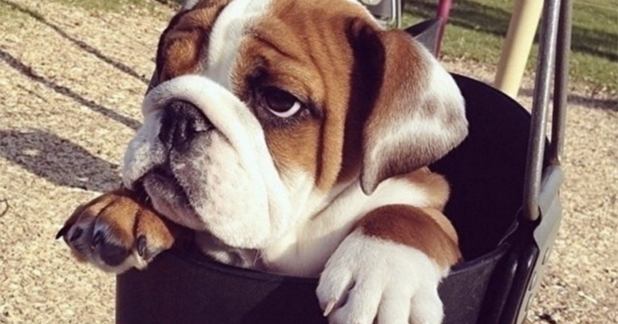 10 Dogs You Need To Follow On Instagram