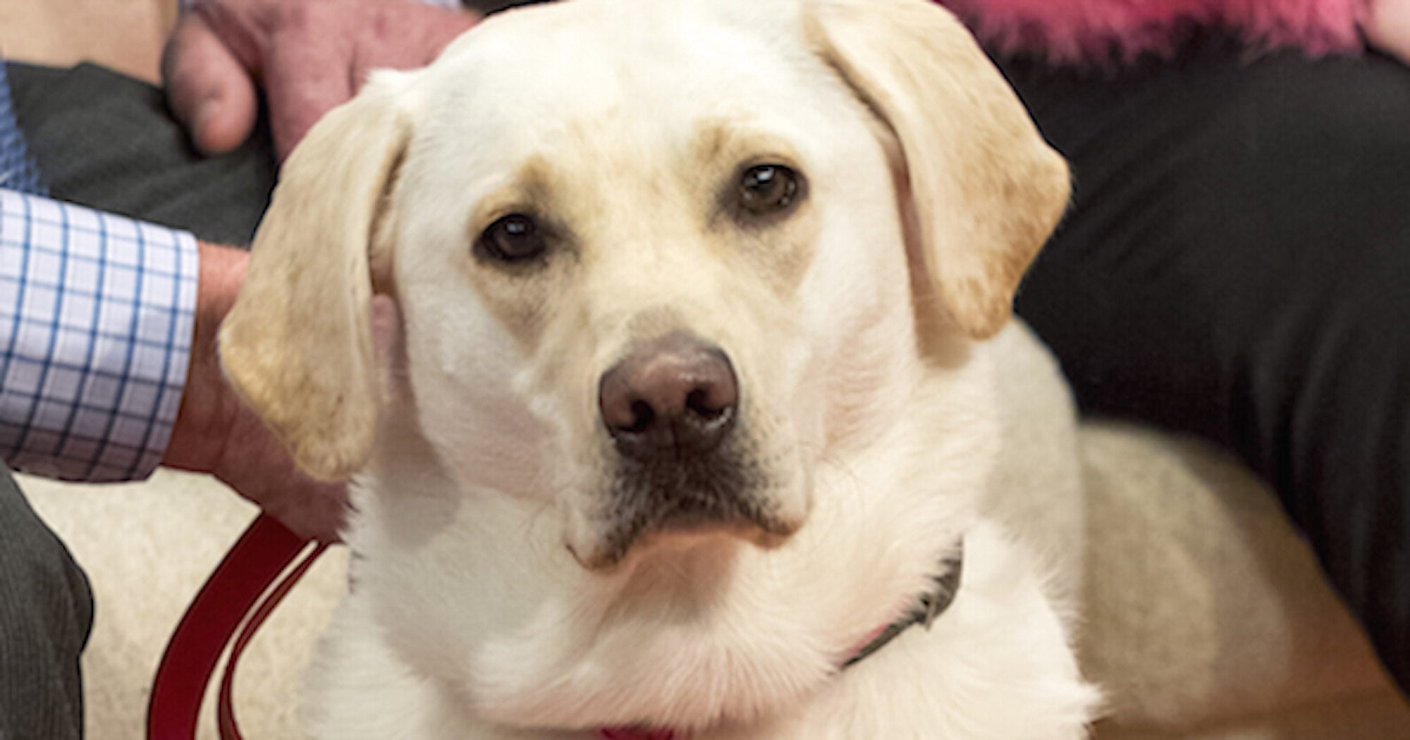 Science Explains Dog Head Tilt Empathy Behavior