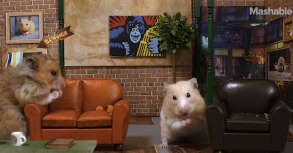 Hamsters Perform Friends Opening Credits Video