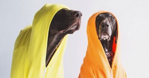 Dogs In Clothes - The Pointer Brothers Dress Up