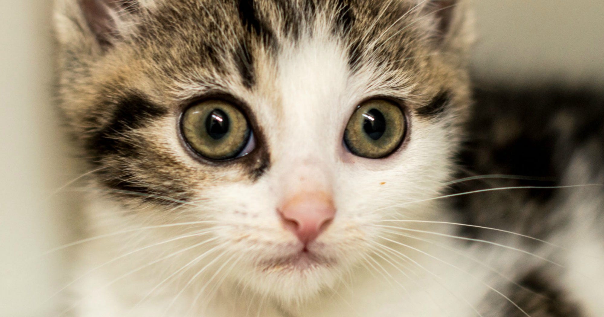 Felissimo Cat Perfume Online Japanese Retailer