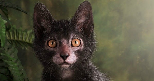 Lykoi Werewolf Cats Weird Pets