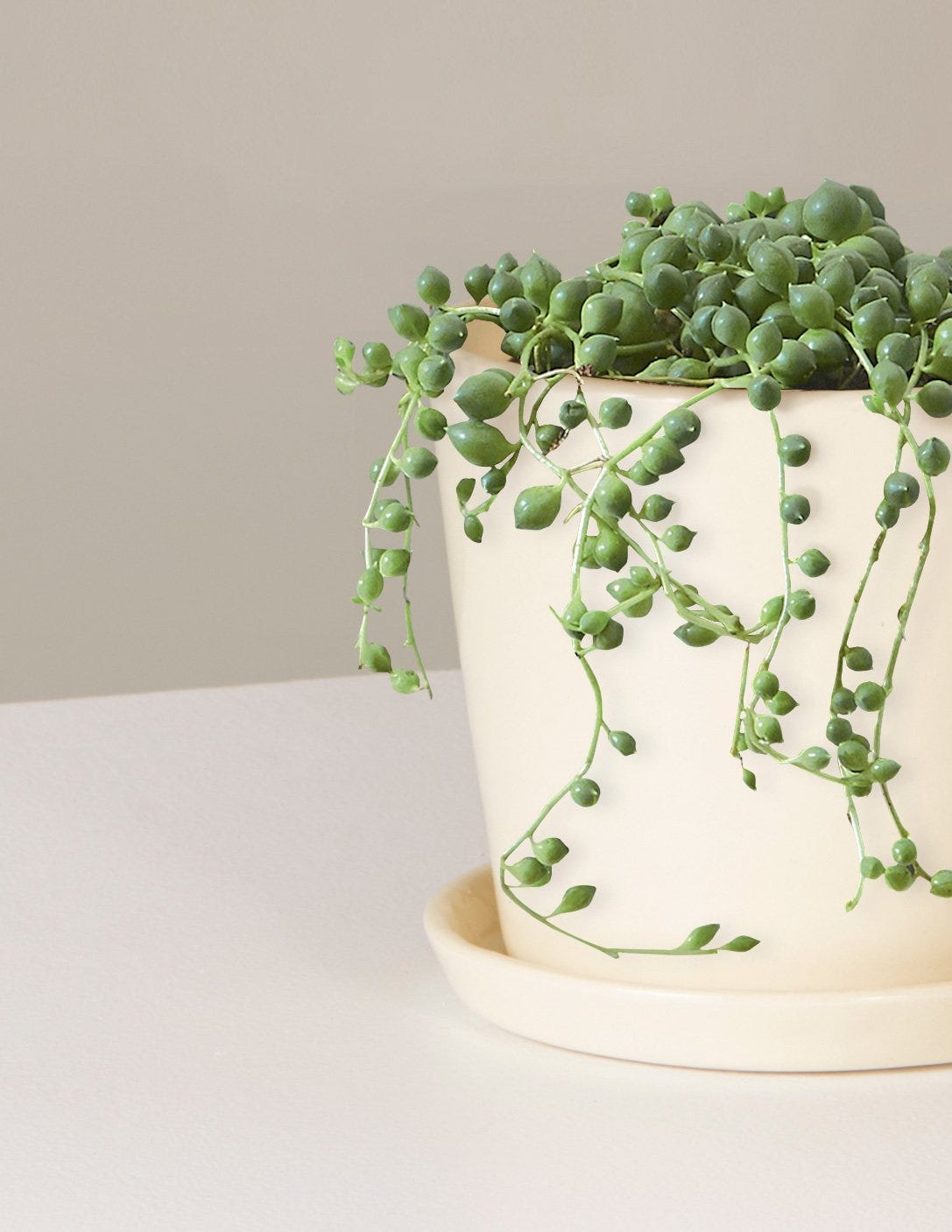 The Sill + String of Pearls
