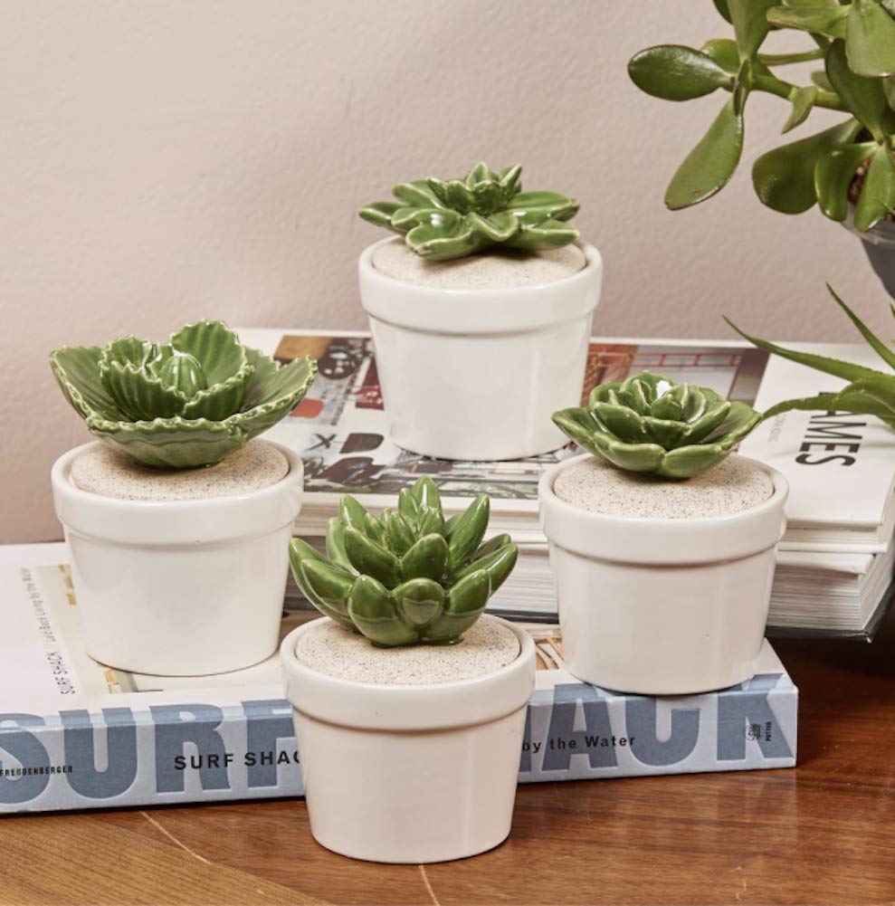 Two’s Company + Handcrafted Lidded Ceramic Succulents (Set of 4)